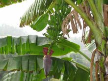 Mga saging - Mga Pahina [5] - World ensiklopediko kaalaman