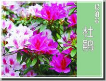 Pambansang Flower - Mga Pahina [1] - World ensiklopediko kaalaman