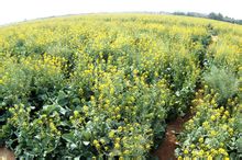 Mustasa - Mga Pahina [1] - World ensiklopediko kaalaman