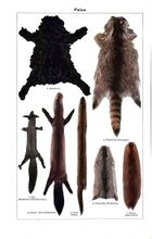 Balahibo - Mga Pahina [1] - World ensiklopediko kaalaman