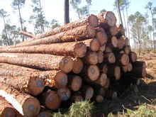 Troso - Mga Pahina [1] - World ensiklopediko kaalaman