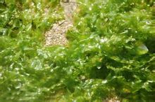 Damong-dagat - Mga Pahina [1] - World ensiklopediko kaalaman