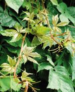 Clover halamang gumagapang - Mga Pahina [1] - World ensiklopediko kaalaman