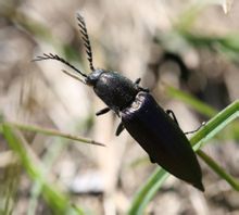 Salaginto - Mga Pahina [1] - World ensiklopediko kaalaman