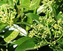 GUI Xin - Mga Pahina [1] - World ensiklopediko kaalaman