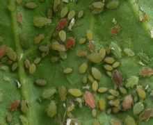 Dapulak - Mga Pahina [1] - World ensiklopediko kaalaman