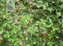 Clover halamang gumagapang - Mga Pahina [1] - World ensiklopediko kaalaman