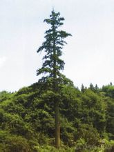 Troso - Mga Pahina [1] - World ensiklopediko kaalaman